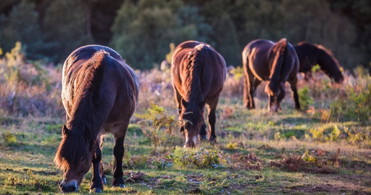 This is Panel Four - Breckland Council